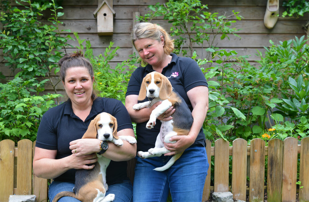 Hondenscholen - Dibevo